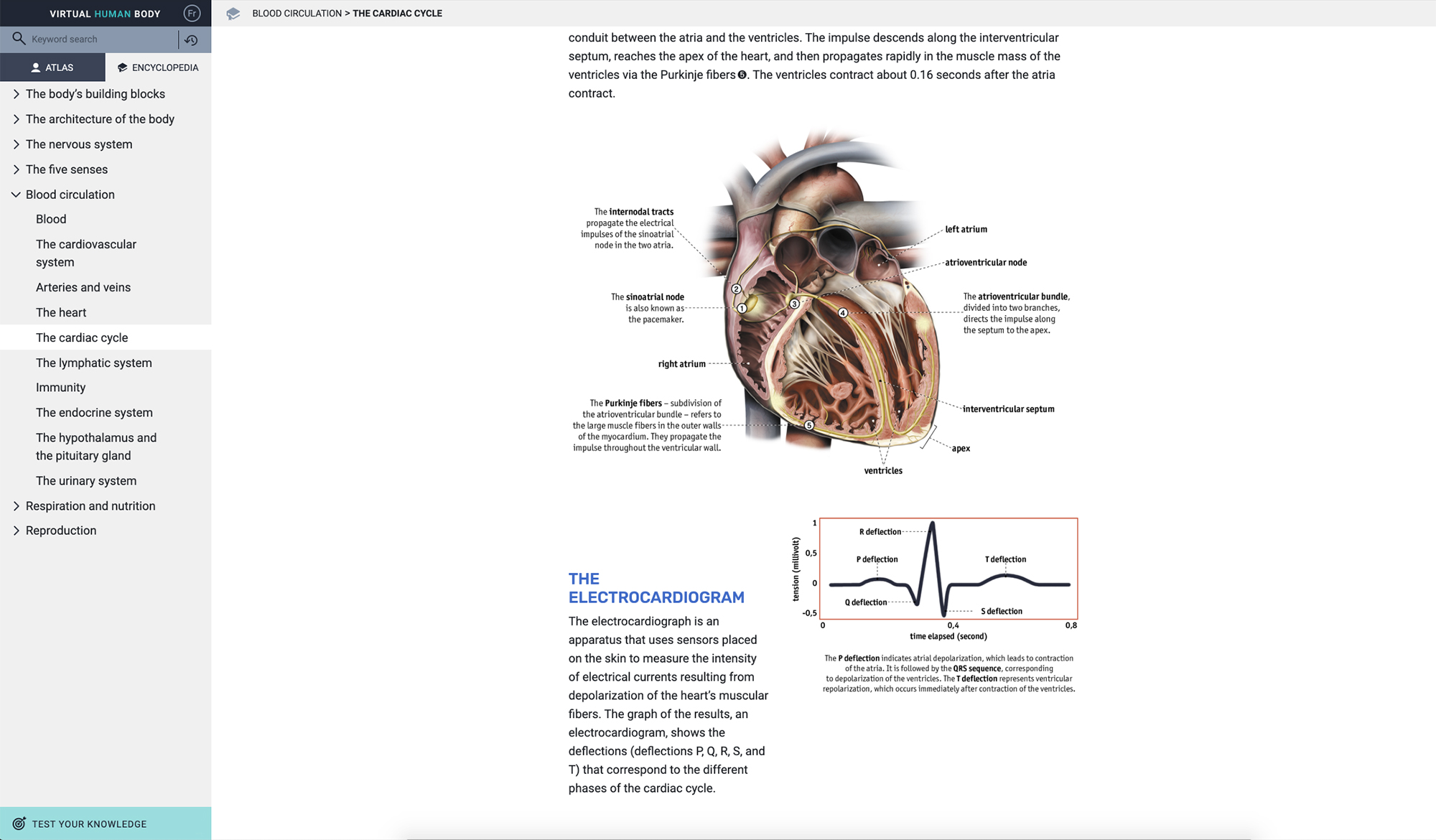Virtual Human Body - QA international
