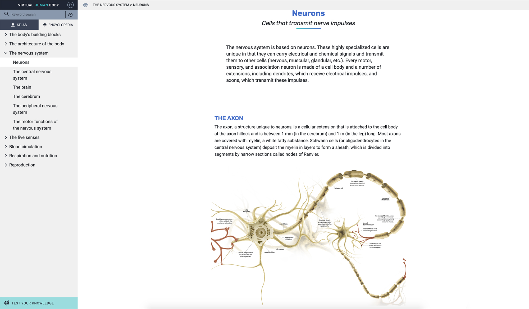 Virtual Human Body - QA international