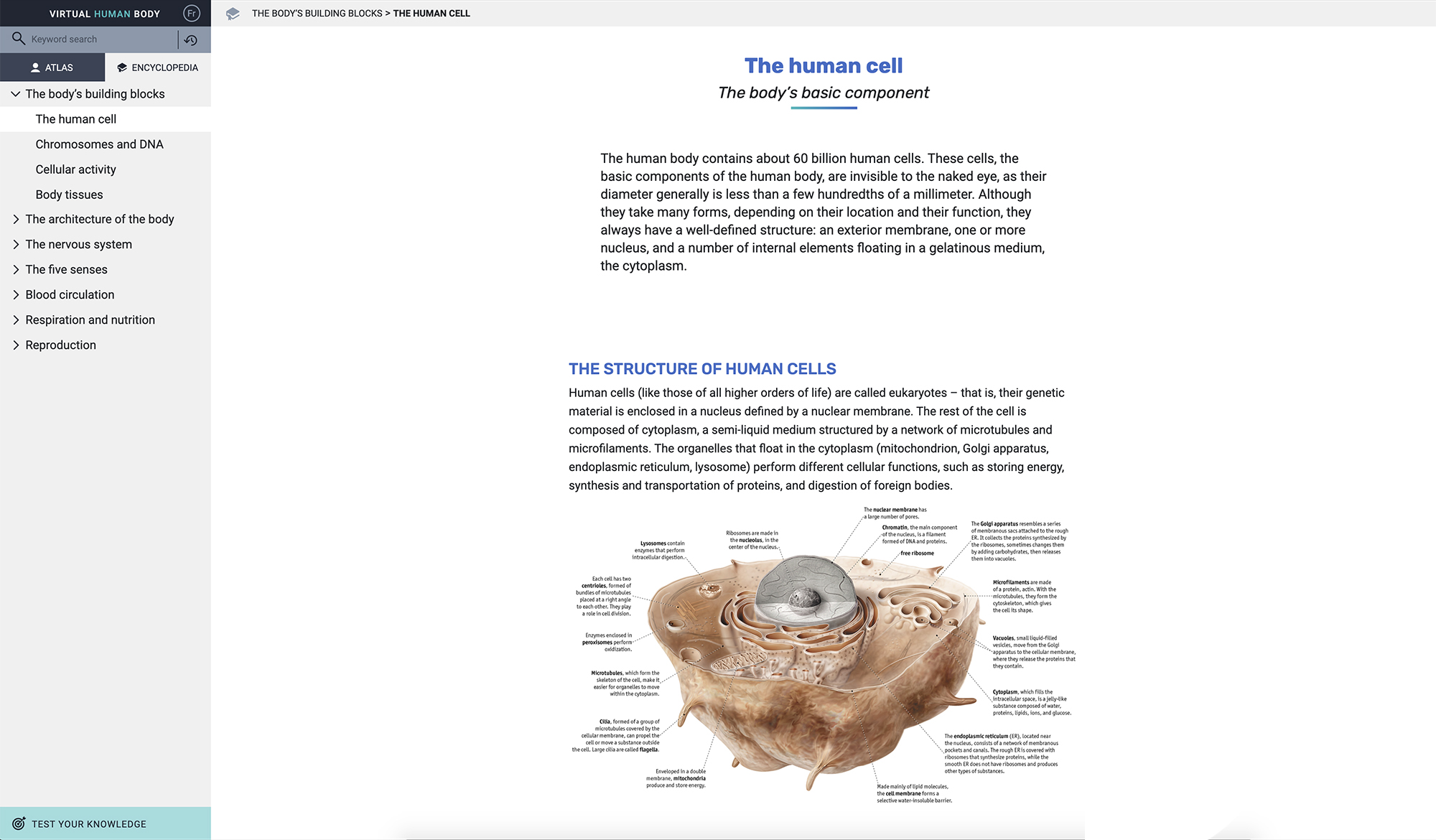 Virtual Human Body - QA international