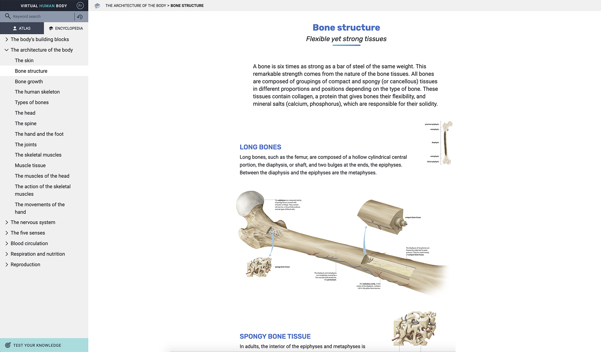 Virtual Human Body - QA international