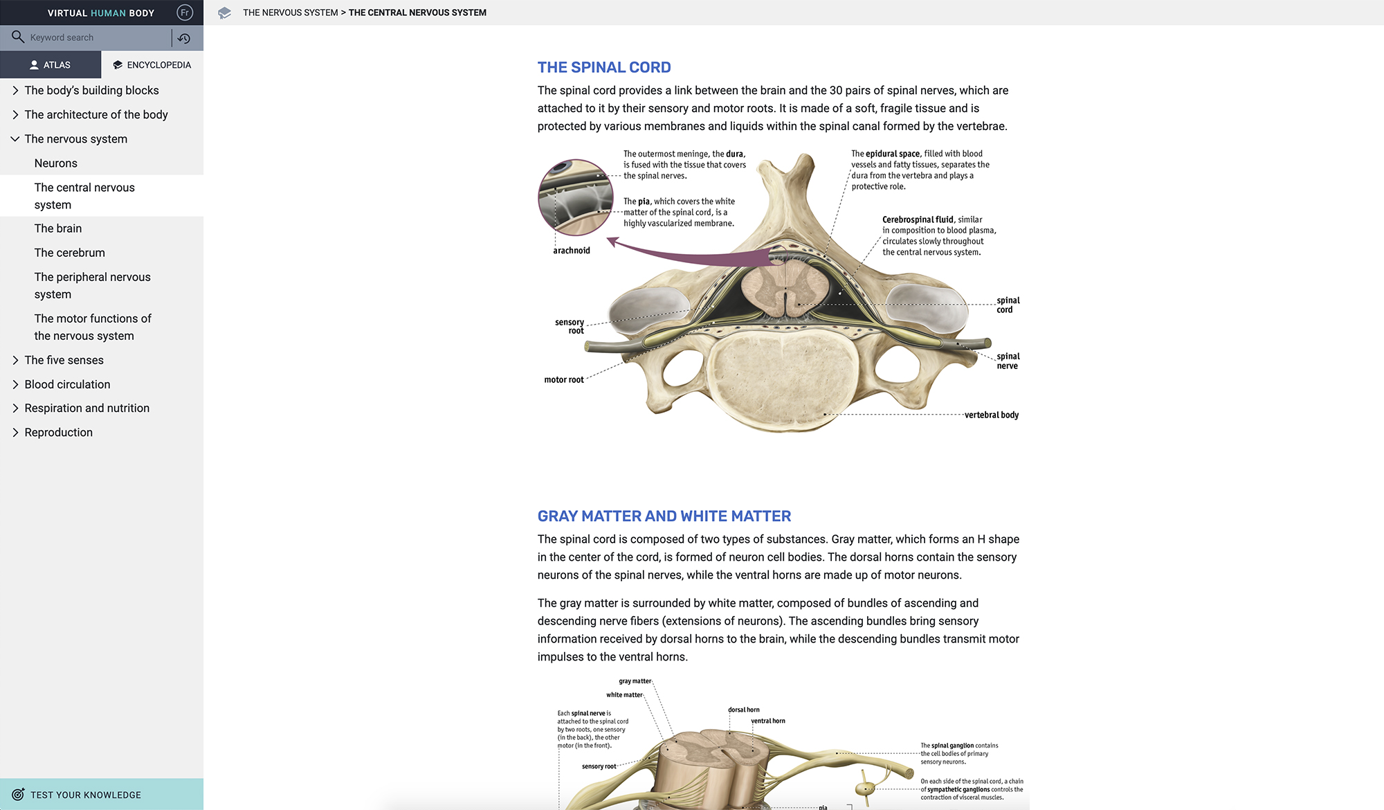 Virtual Human Body - QA international