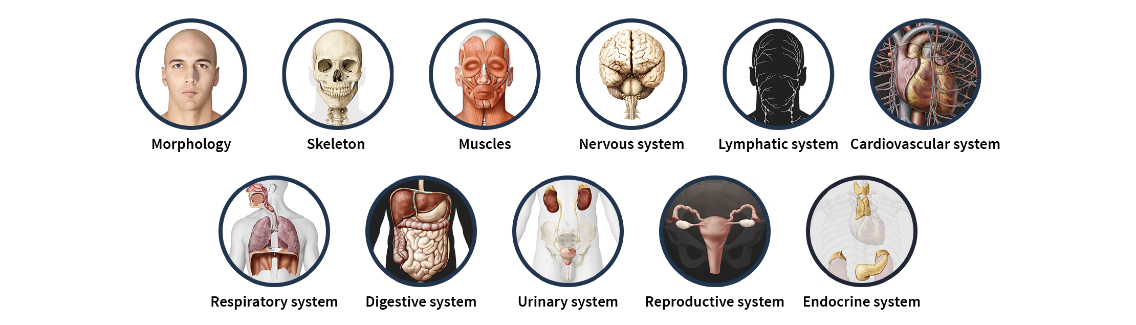 Virtual Human Body - QA international